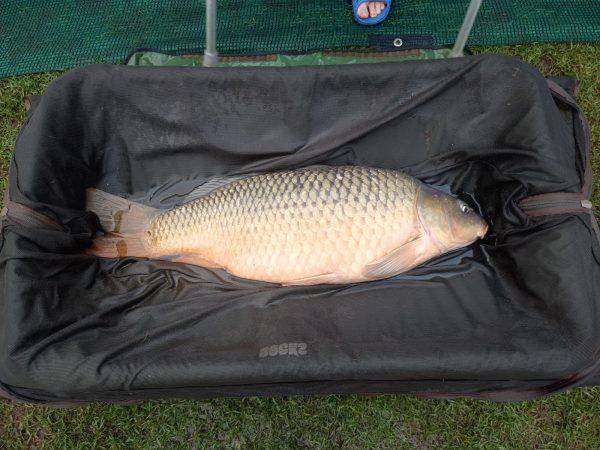 Kameeldrift Resort - Catch Report (Roodekoppies dam) by Gavin Deas ...